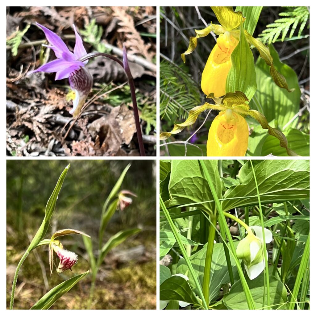 8:45am - An Orchid and Wildflower Hike - Peninsula Club with Brian ...