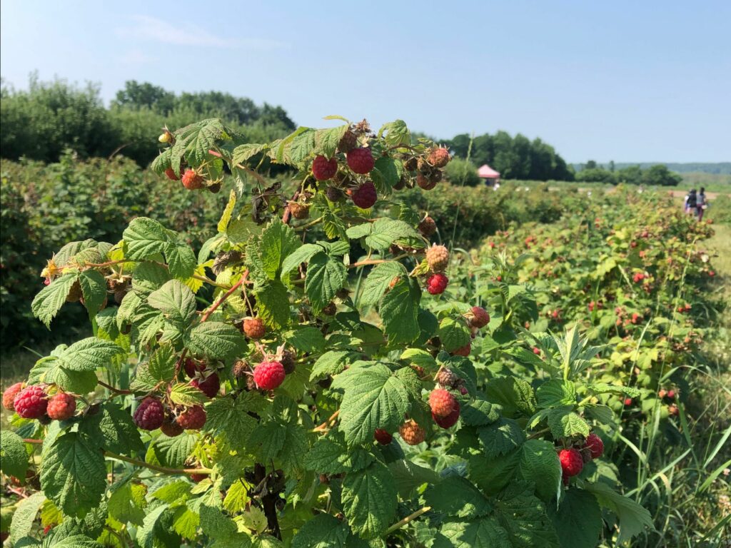 Car Hike: Raspberries and a Ramble - Bruce Trail Conservancy - Hike ...