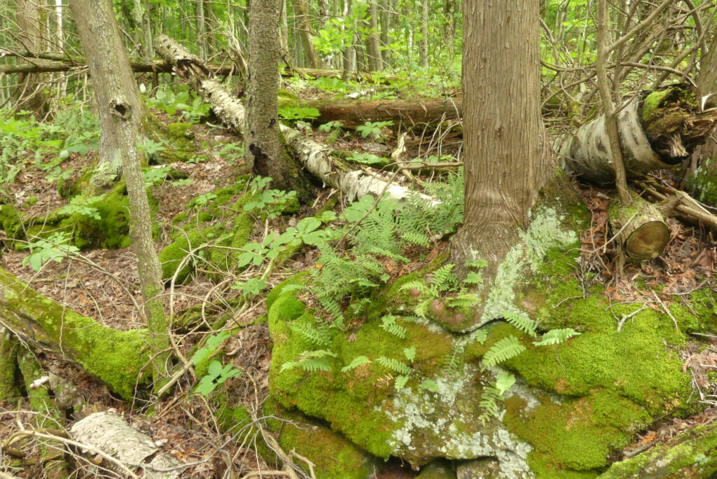 Car Hike: A Focus on Forest Ecosystems - Bruce Trail Conservancy - Hike ...