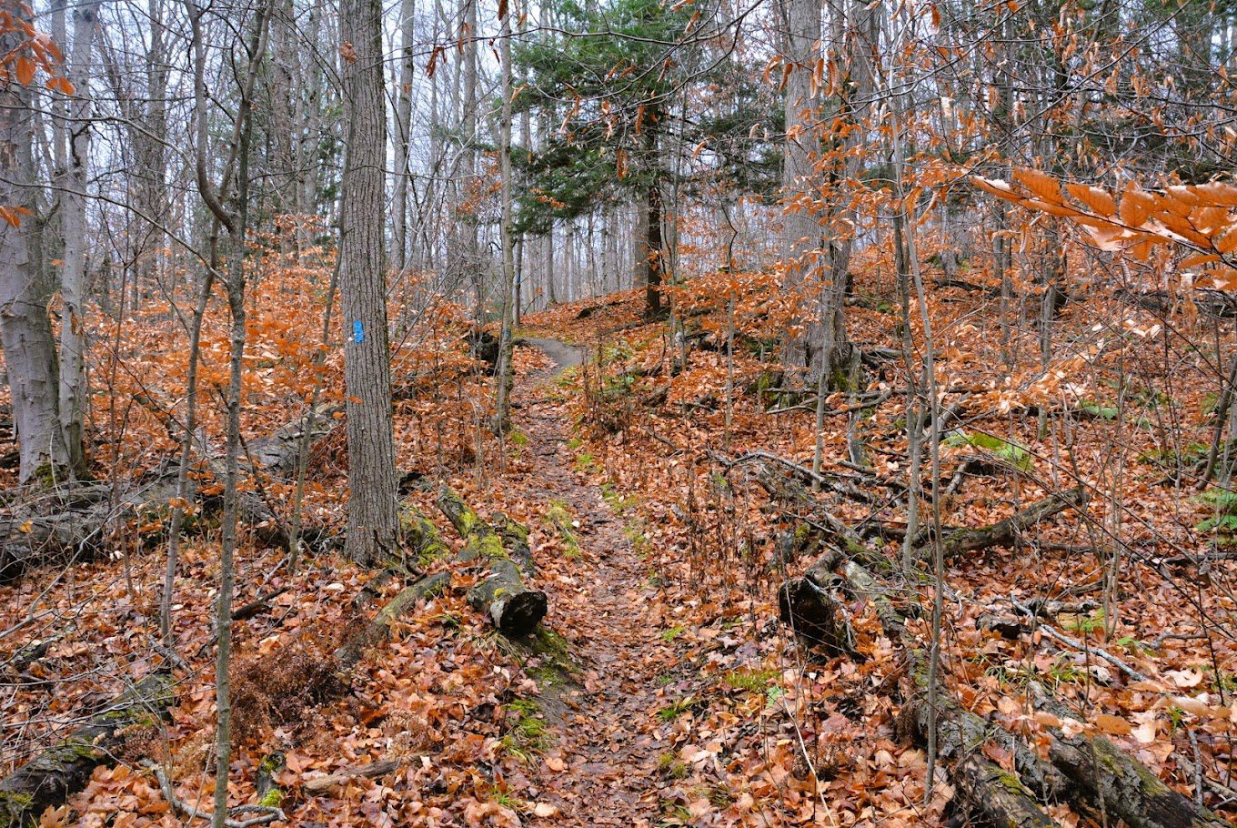 Hockley Valley Nature Reserve - Bruce Trail Conservancy - Hike Schedule