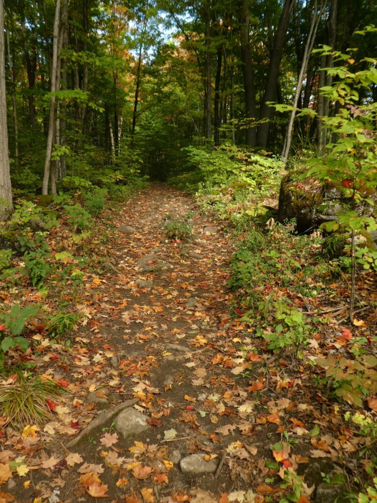 Mushroom Hike - Halton Agreement Forest - Bruce Trail Conservancy ...