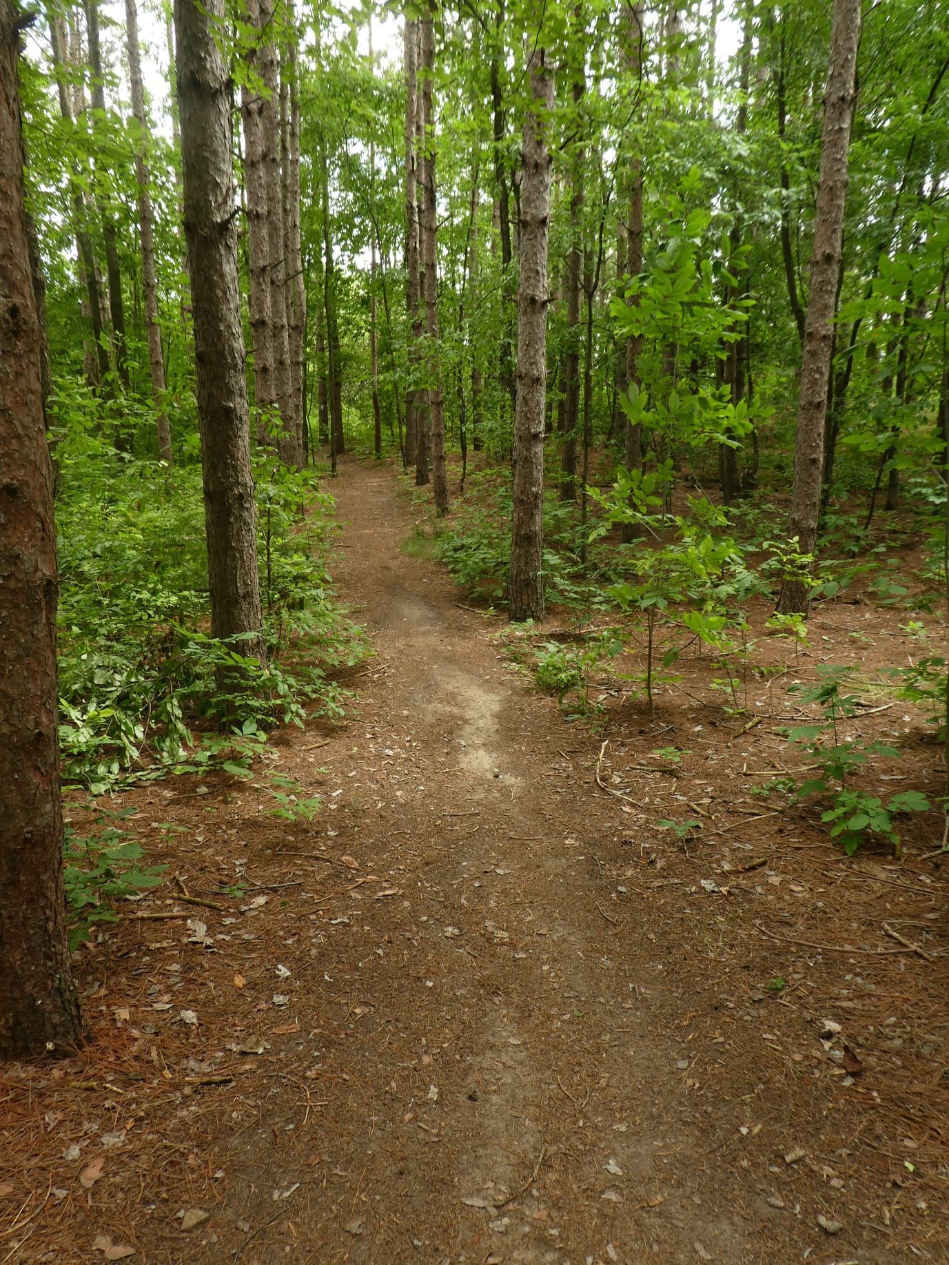 Hockley 2 loops - Bruce Trail Conservancy - Hike Schedule