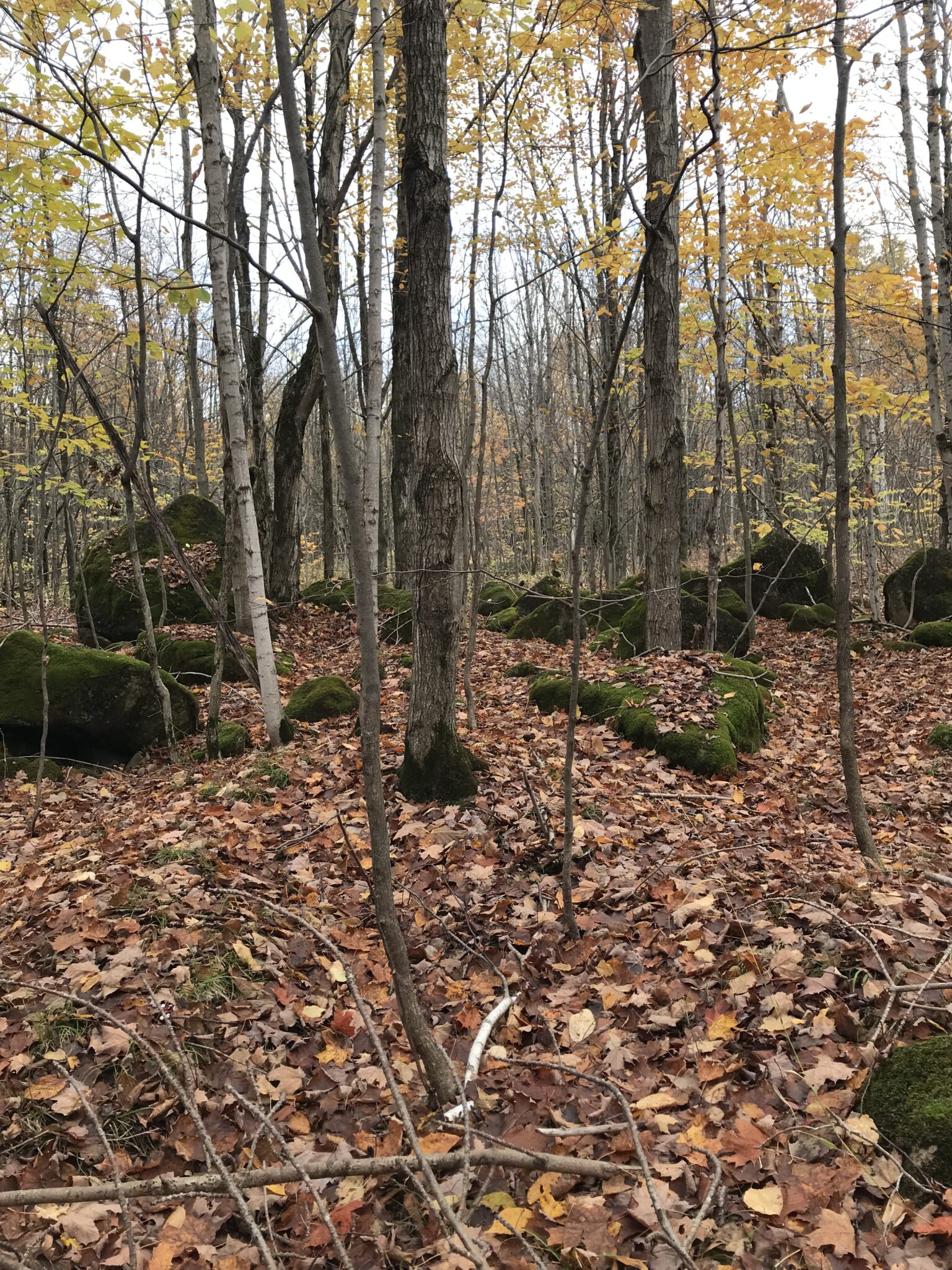 Men’s Jones Bluff Loop Hike - Bruce Trail Conservancy - Hike Schedule
