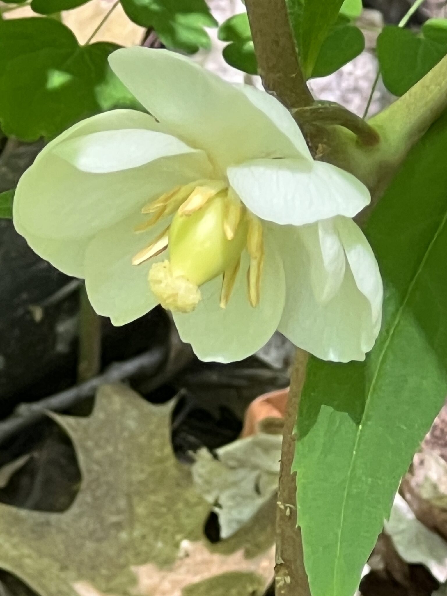 Wildflower Search - Bruce Trail Conservancy - Hike Schedule