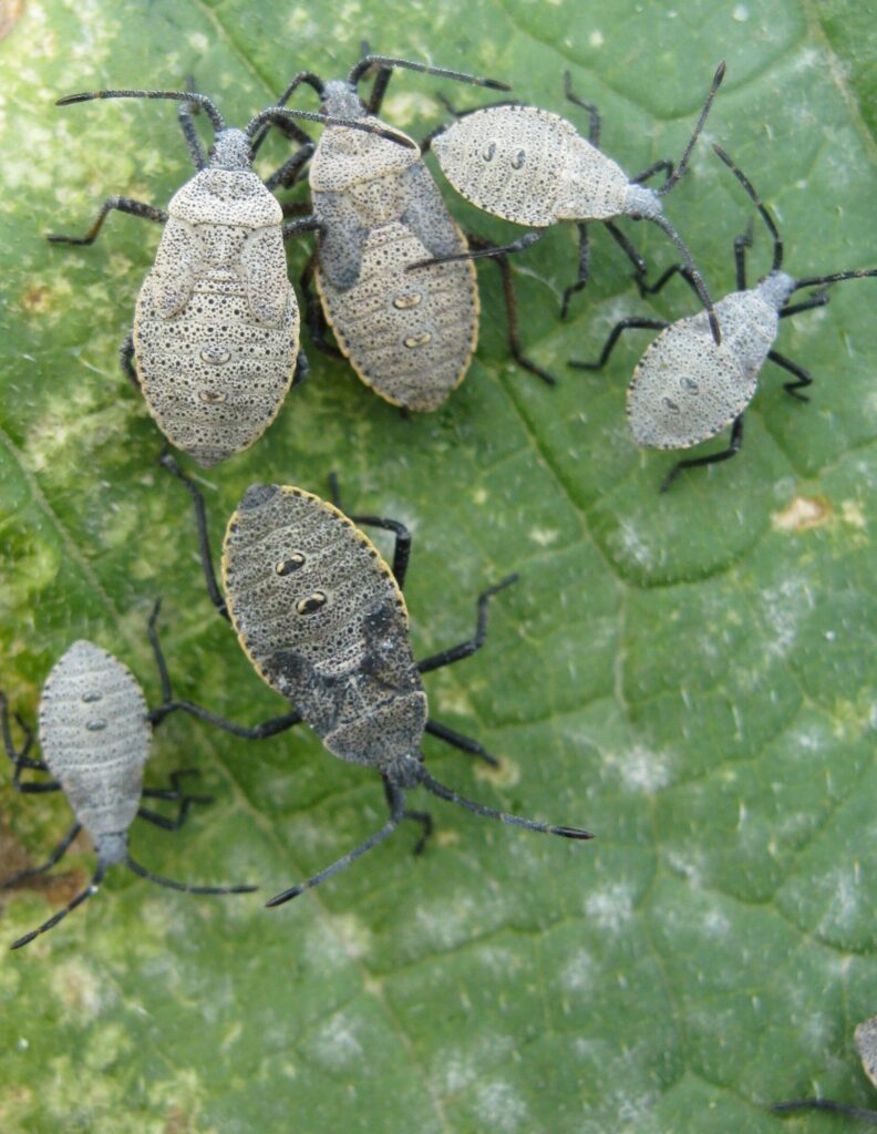 True Bugs, Arthropods and the Food Web - Bruce Trail Conservancy - Hike ...